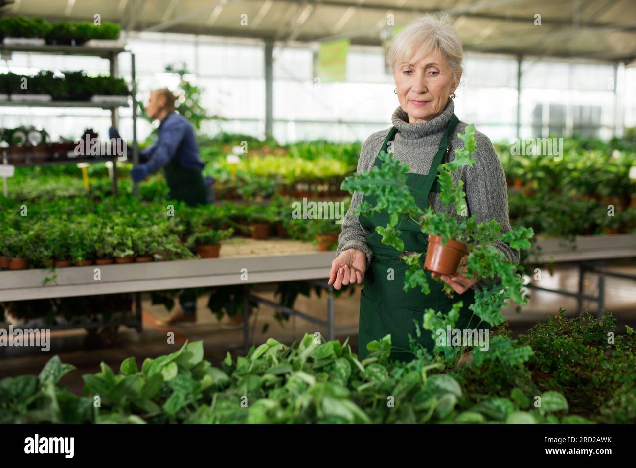 Elderly female greenhouse owner growing potted ornamental plants Stock ...