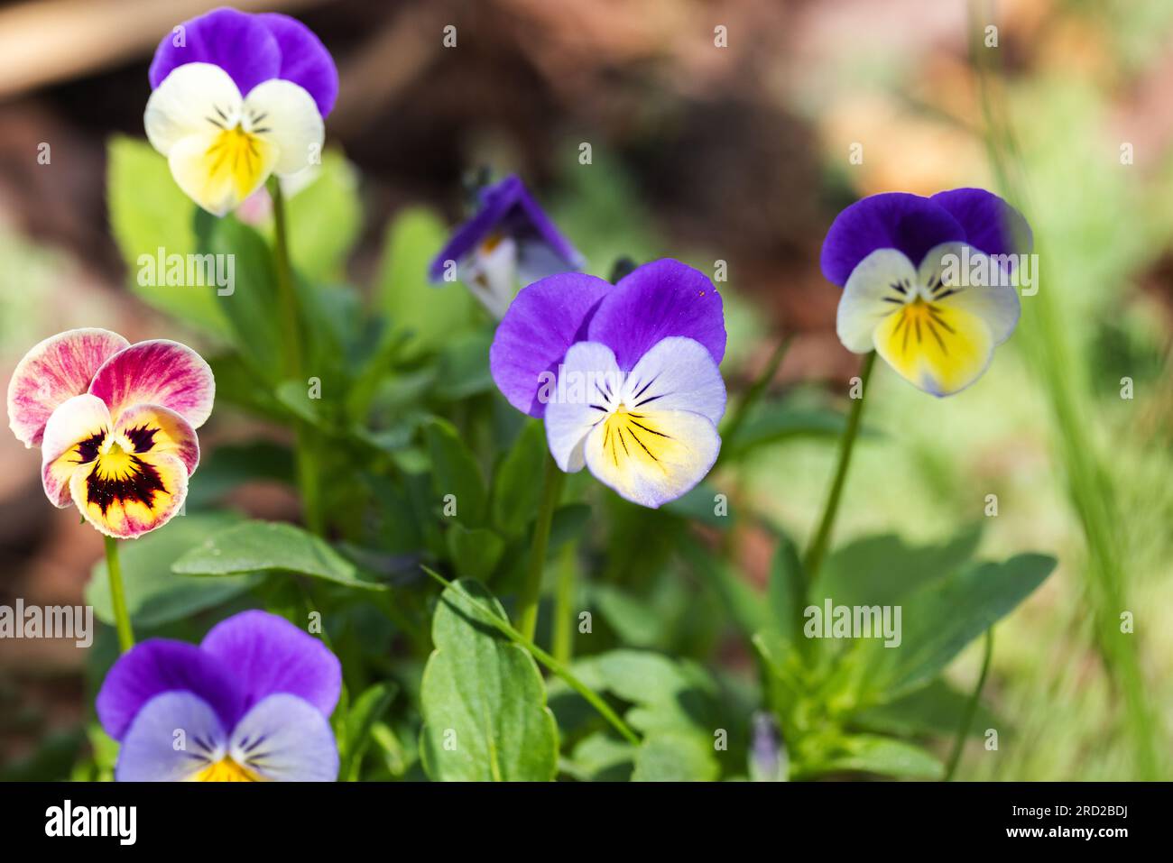 Viola tricolor hi-res stock photography and images - Alamy