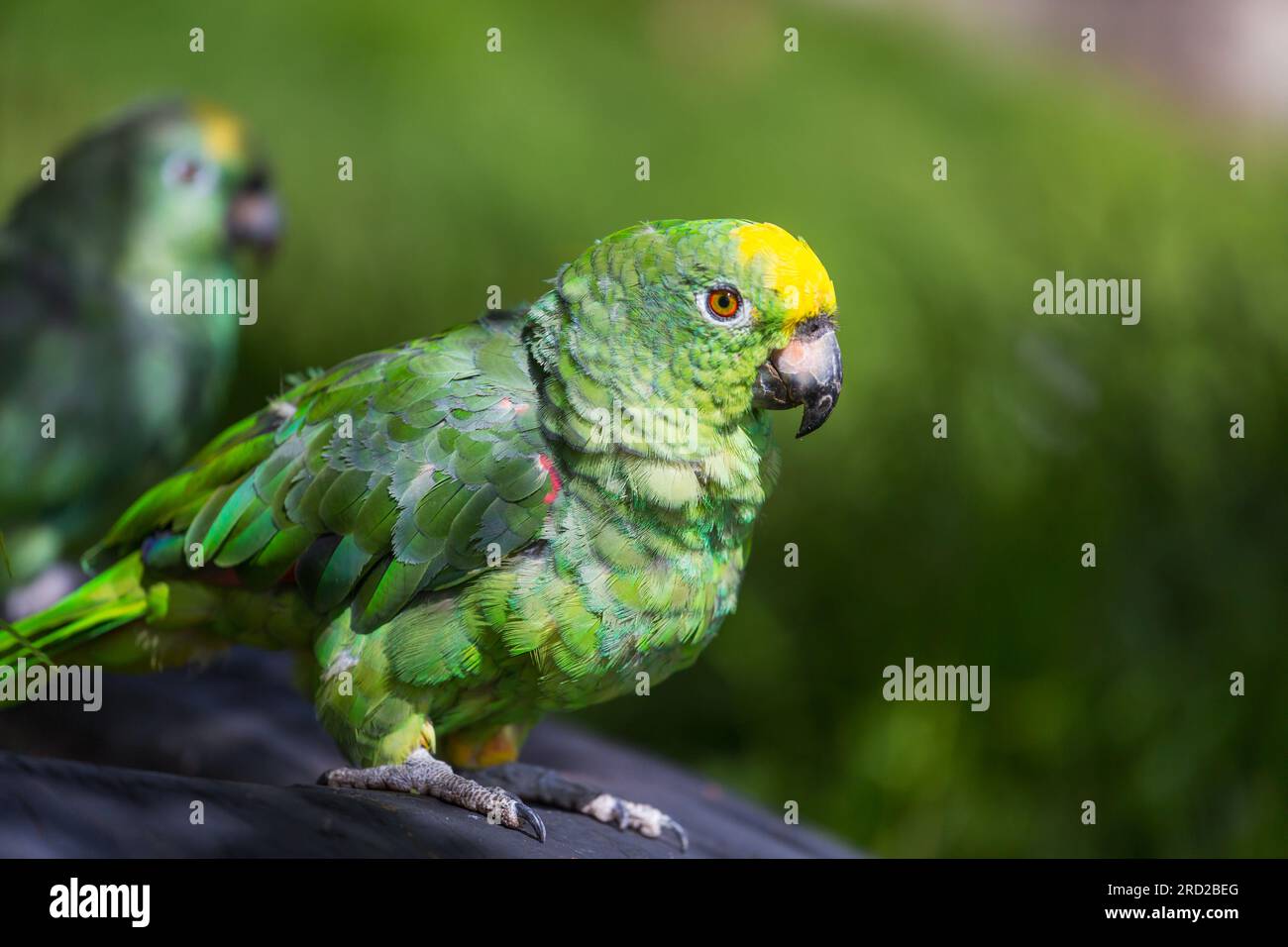 The yellow-crowned amazon or yellow-crowned parrot is a species of ...