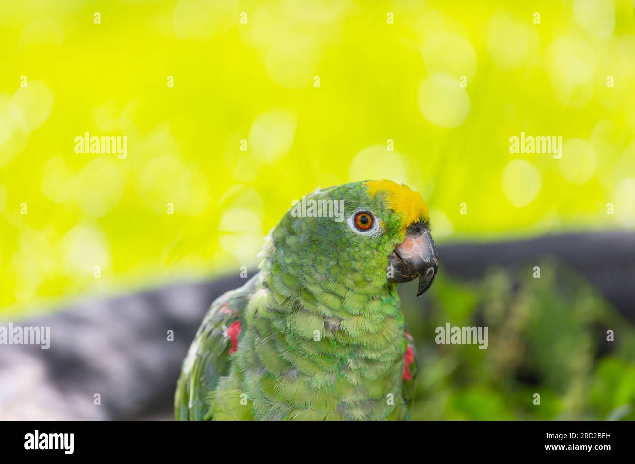 The yellow-crowned amazon or yellow-crowned parrot is a species of ...