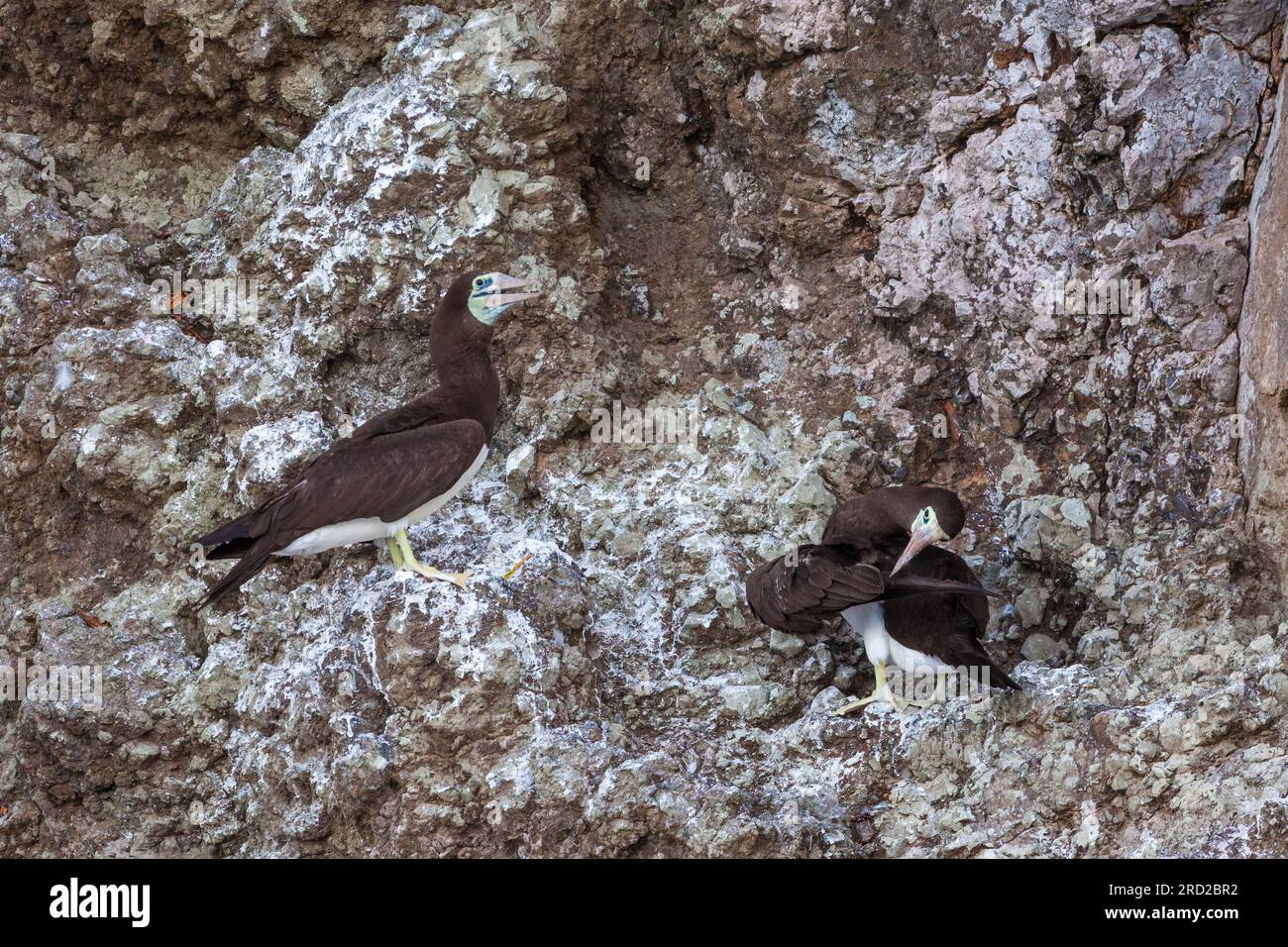 Brown Booby, Sula leucogaster, on a cliff at the seaside in Coiba ...