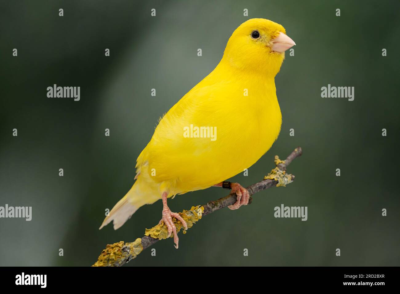 Domestic canary hi-res stock photography and images - Alamy
