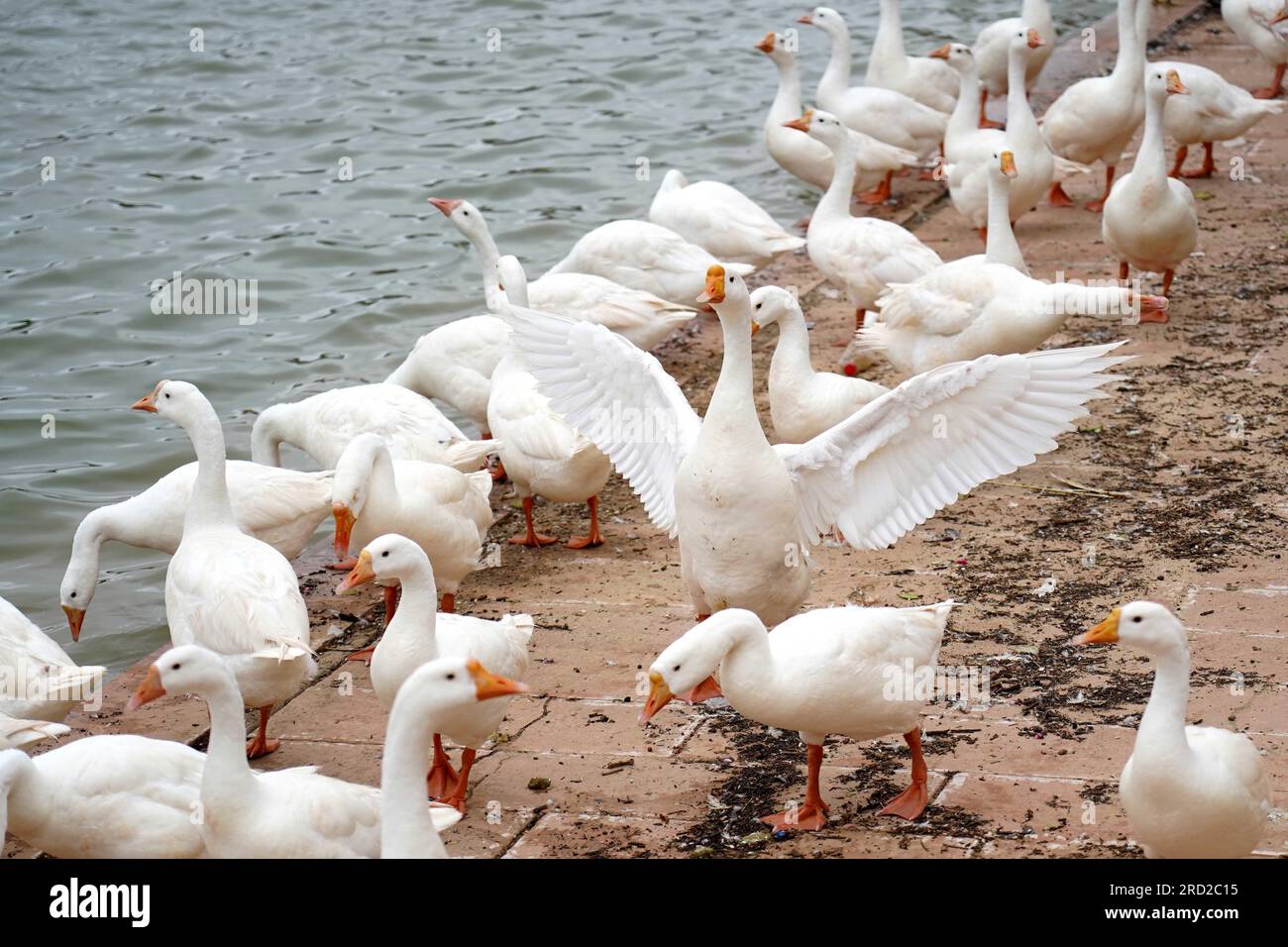 Pushkar, India. 18th July, 2023. White geese (embden goose) at the ...