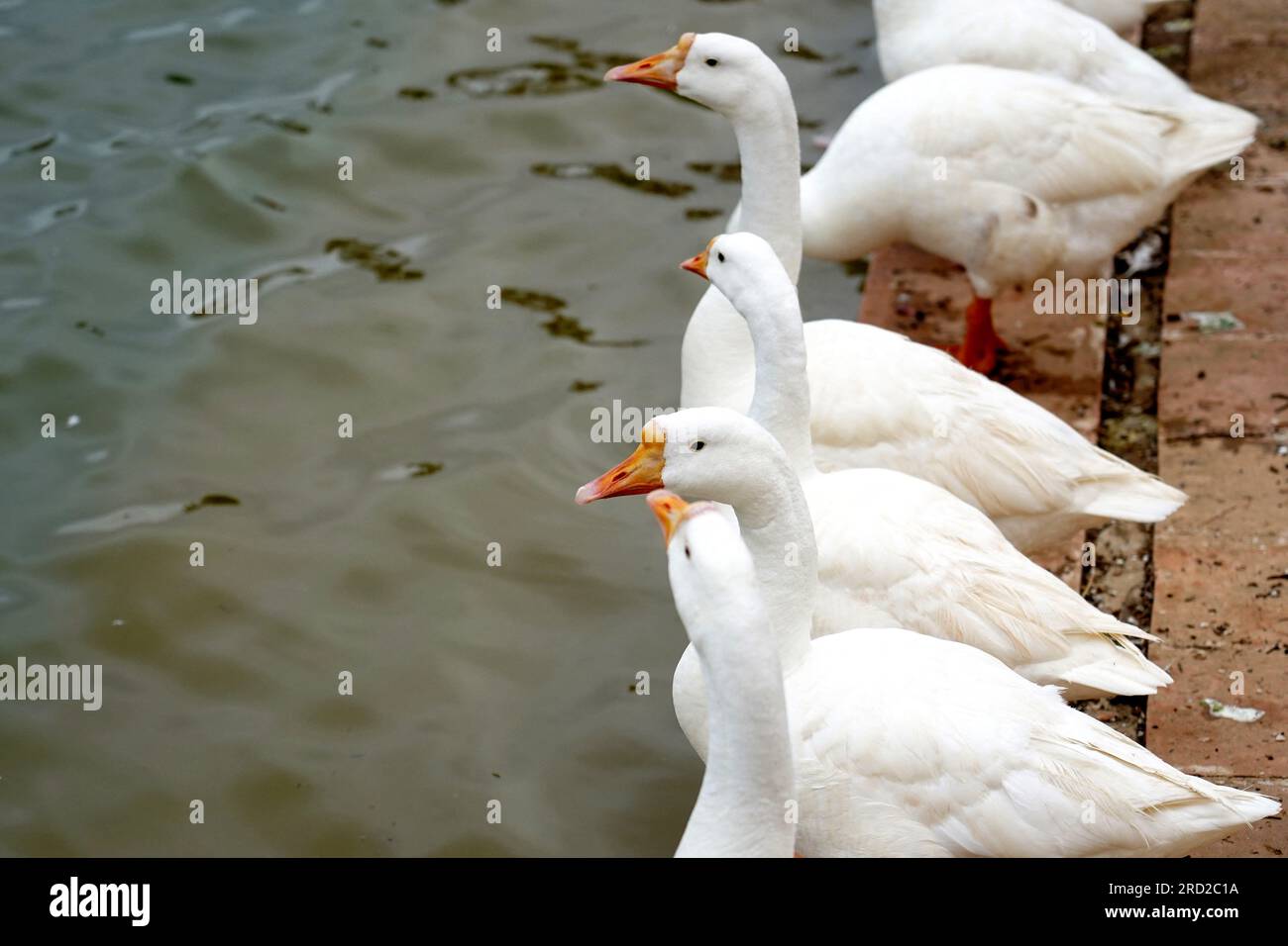 Pushkar, India. 18th July, 2023. White geese (embden goose) at the ...
