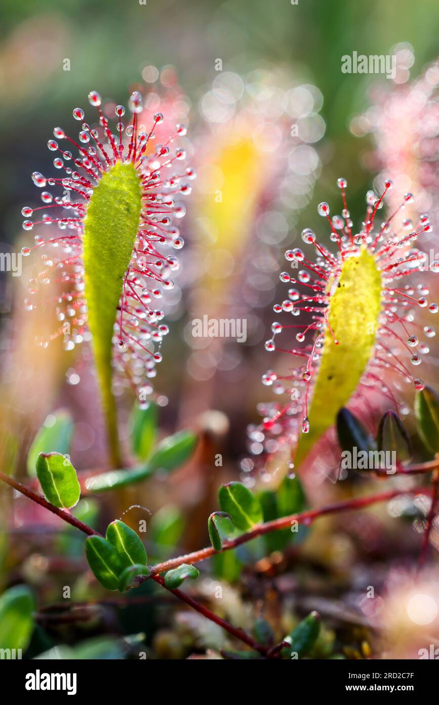 Sundew leaves hi-res stock photography and images - Alamy