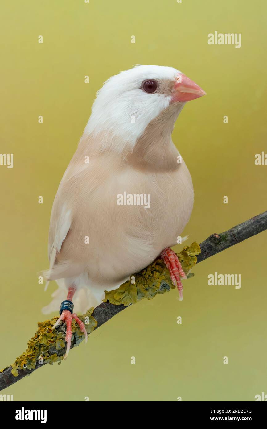 Creme ino hi-res stock photography and images - Alamy