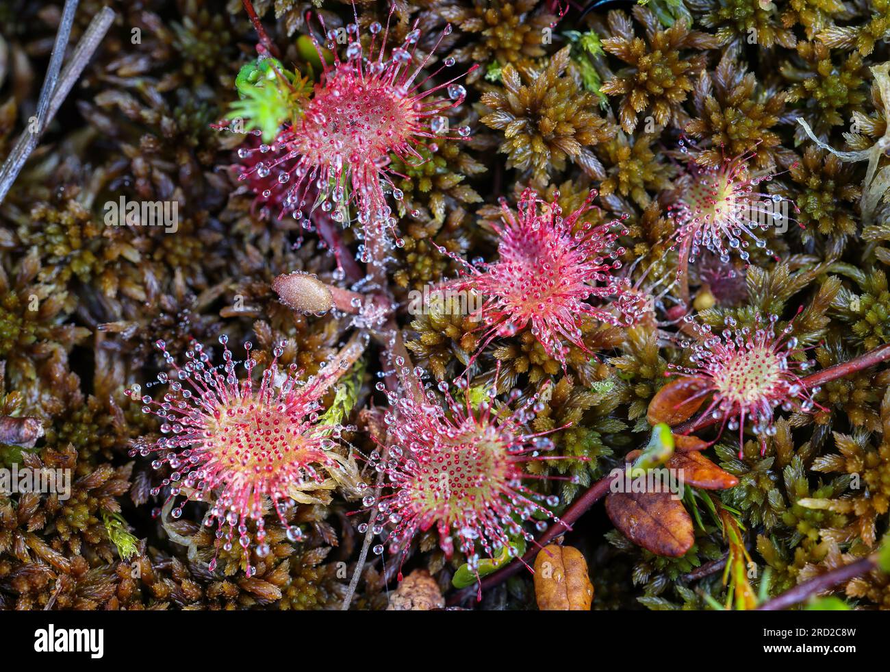 Sundew leaves hi-res stock photography and images - Alamy