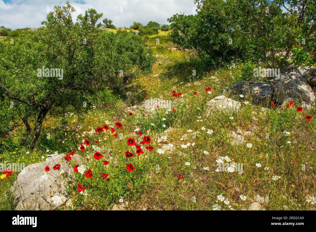 The spring landscape near Bobovisca on Brac Island in Croatia in May ...