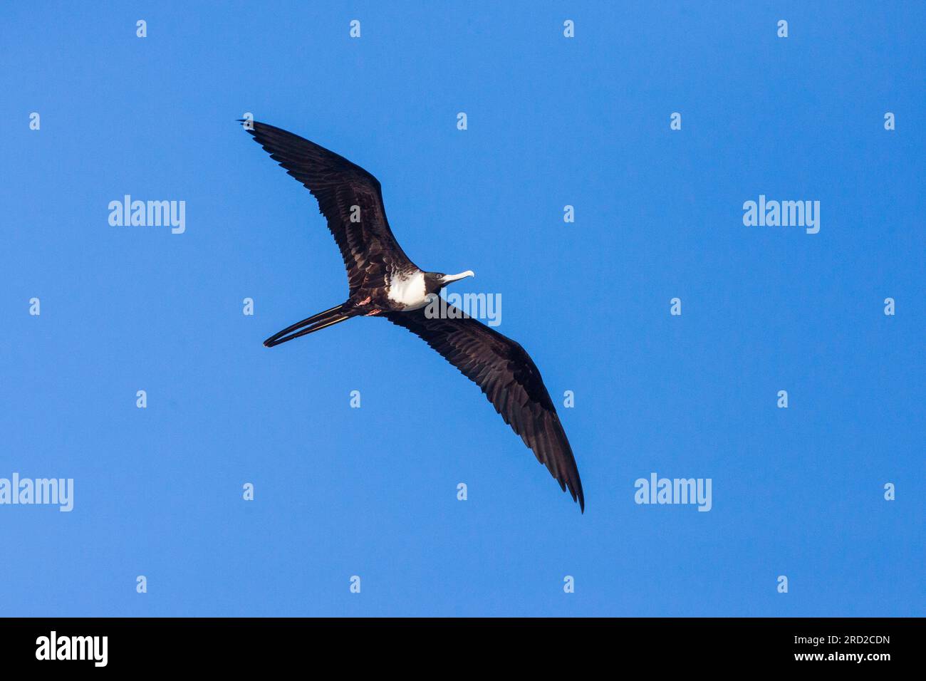 Magnificent Frigatebird, Fregata magnificens, in flight over Coiba ...