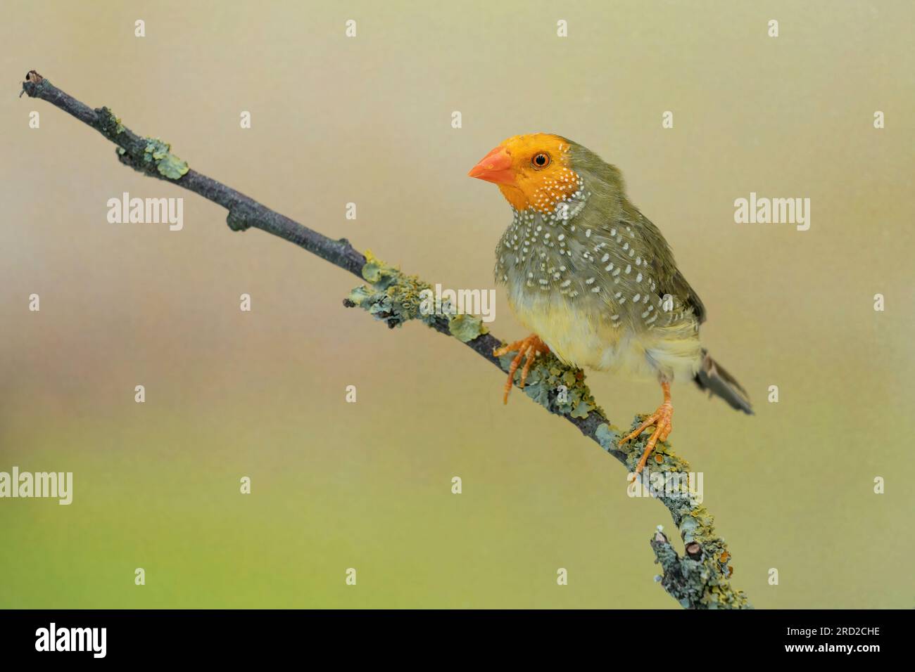 yellow faced, star finch (Bathilda ruficauda Stock Photo - Alamy