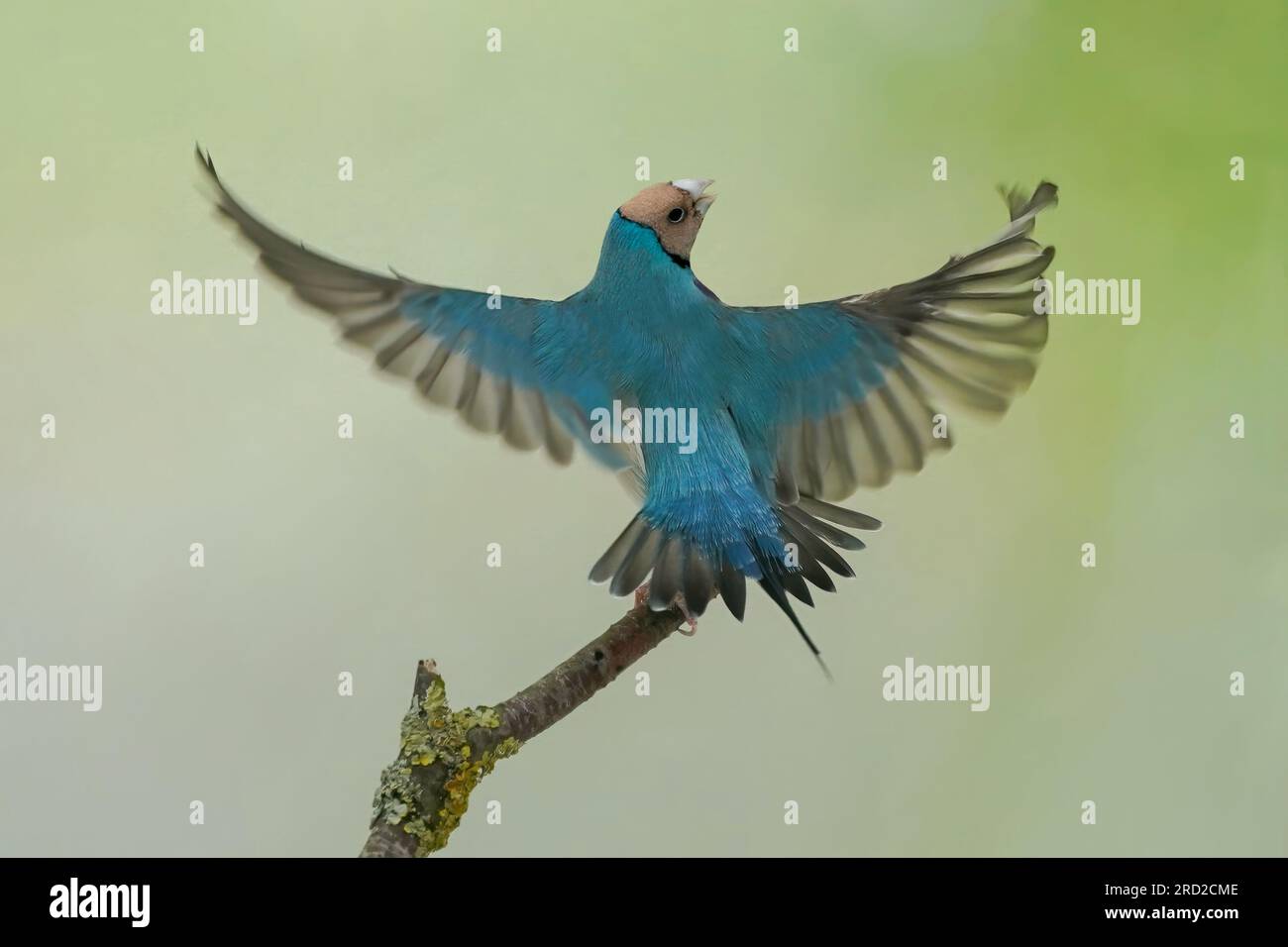 Blue finch hi-res stock photography and images - Alamy