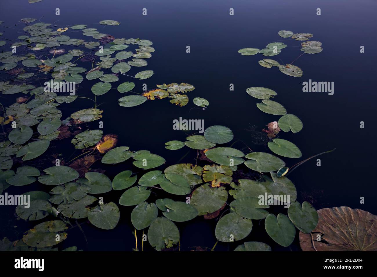 Blue lotus flower lily pads hi-res stock photography and images - Alamy