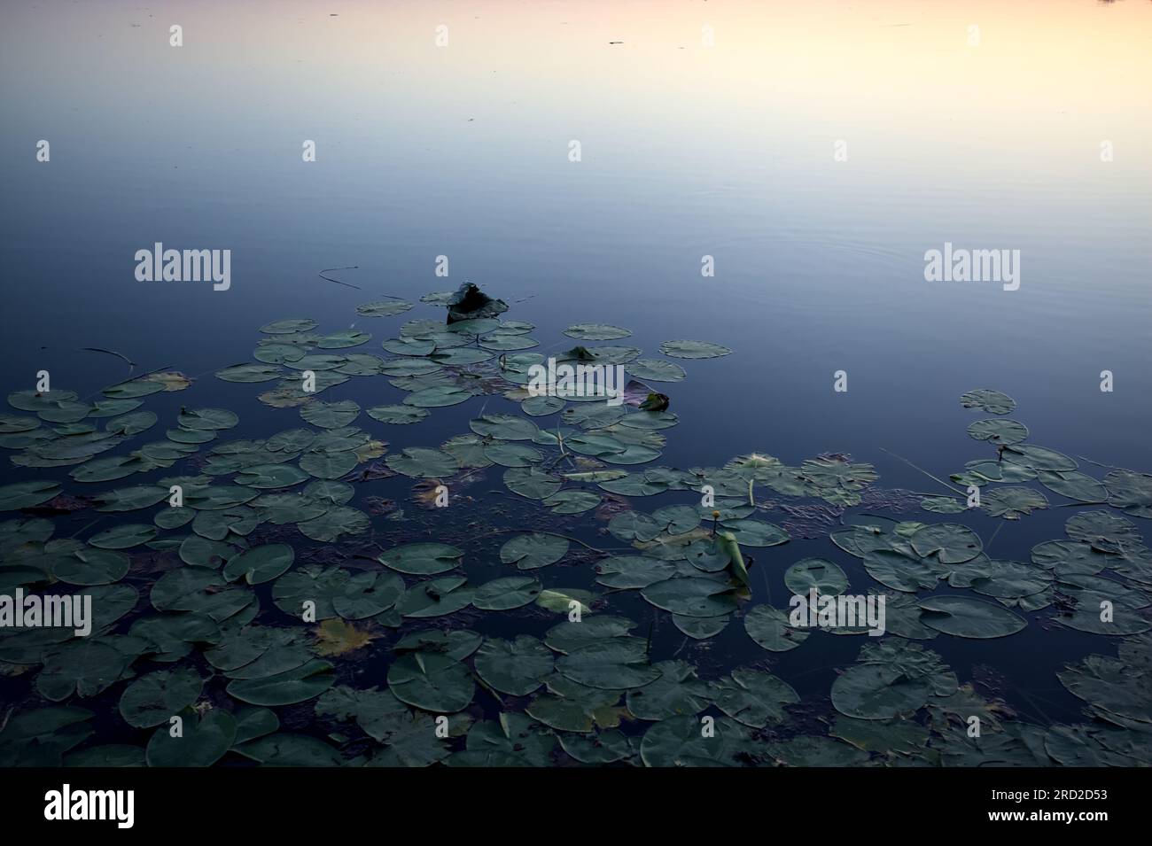 Sun pads hi-res stock photography and images - Alamy