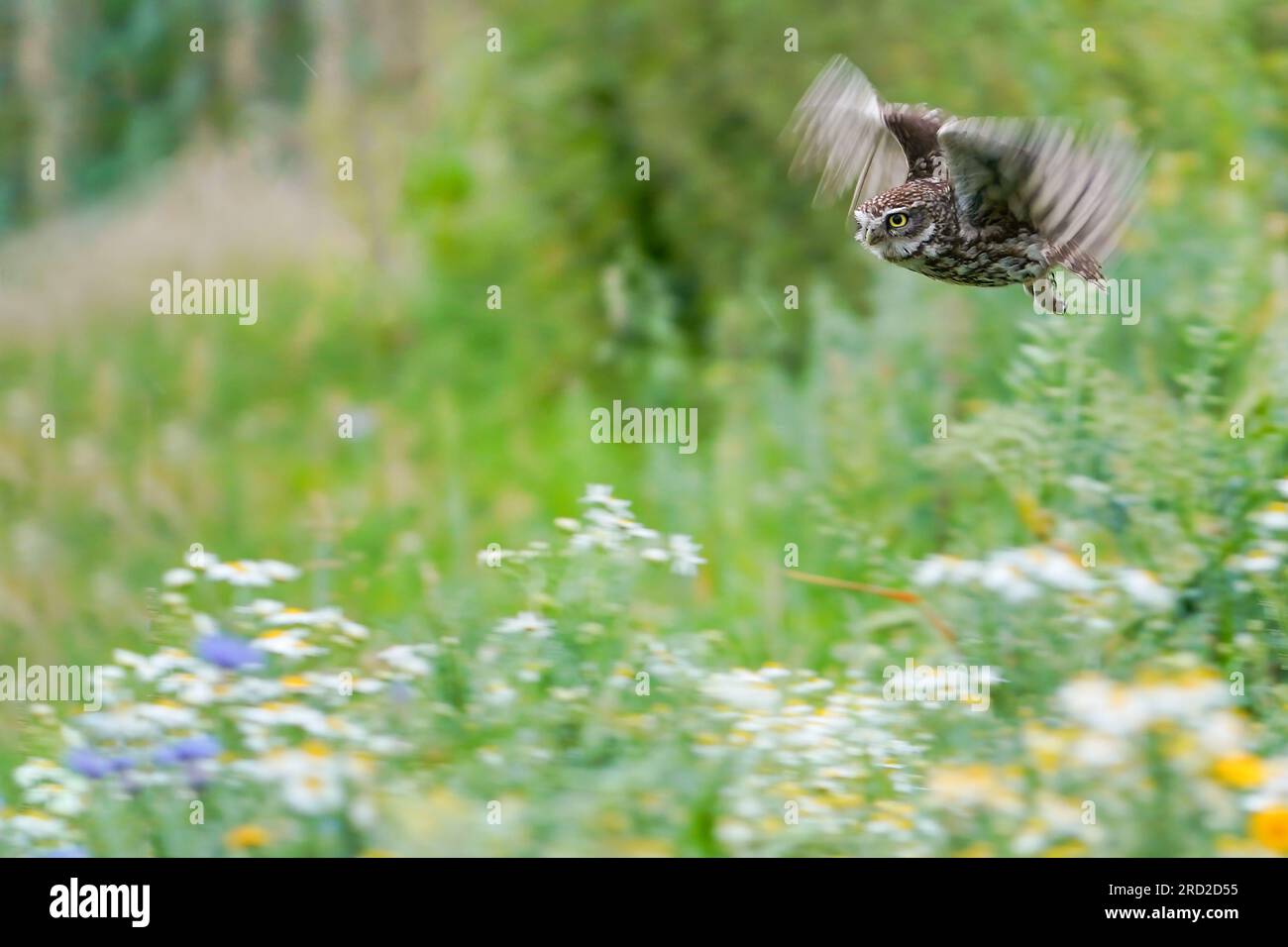 little owl (Athene noctua) flying over a field of wild flowers Stock ...