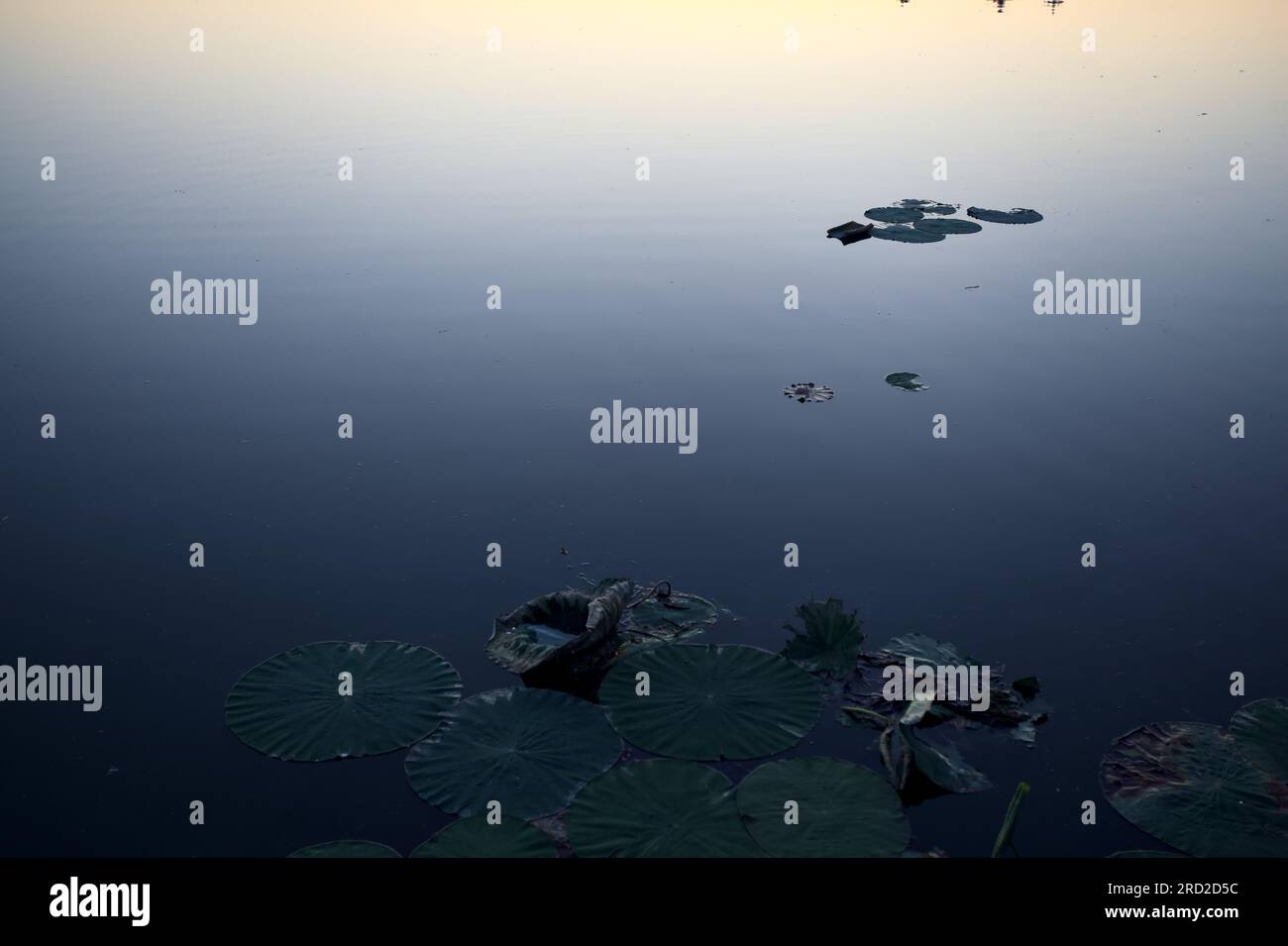 Sunrise lily pads hi-res stock photography and images - Alamy