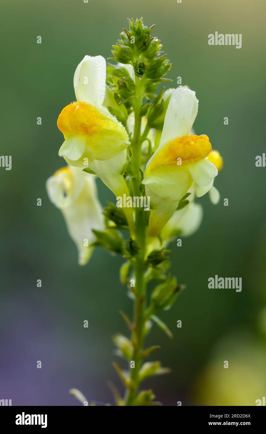 Toadflax flower hi-res stock photography and images - Alamy