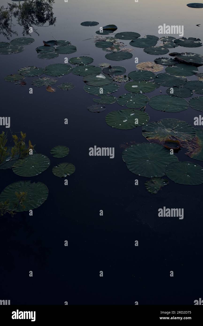 Sun pads hi-res stock photography and images - Alamy