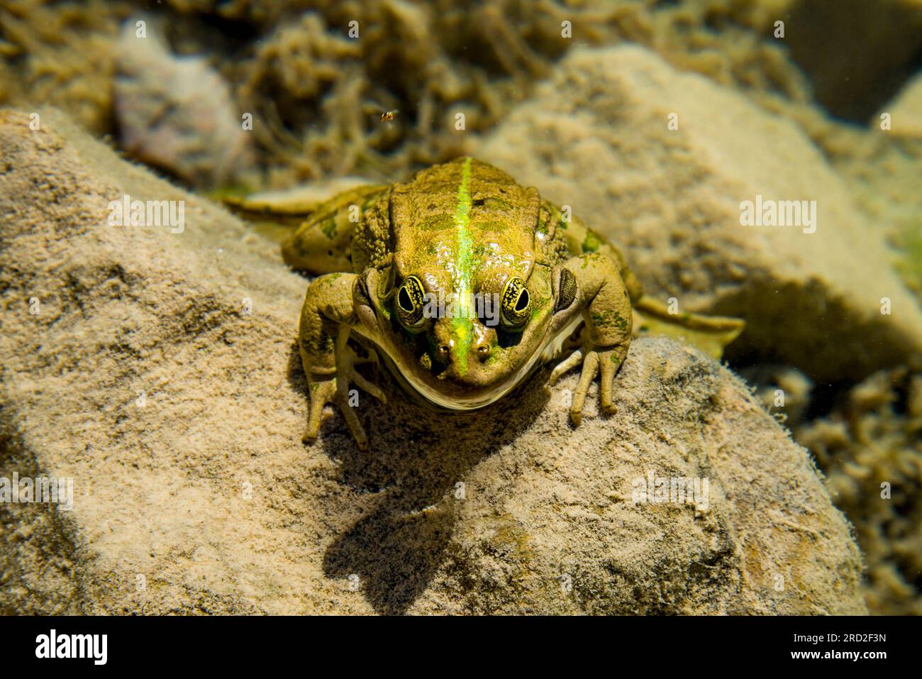 Frog natural hi-res stock photography and images - Alamy