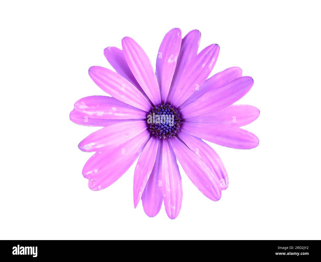 Purple color African daisy flower isolated on white background Stock ...