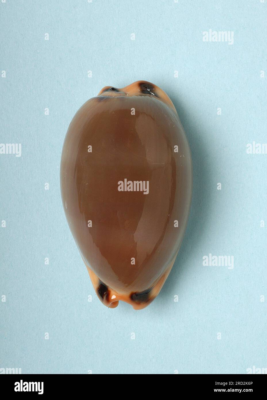 Luria hi-res stock photography and images - Alamy