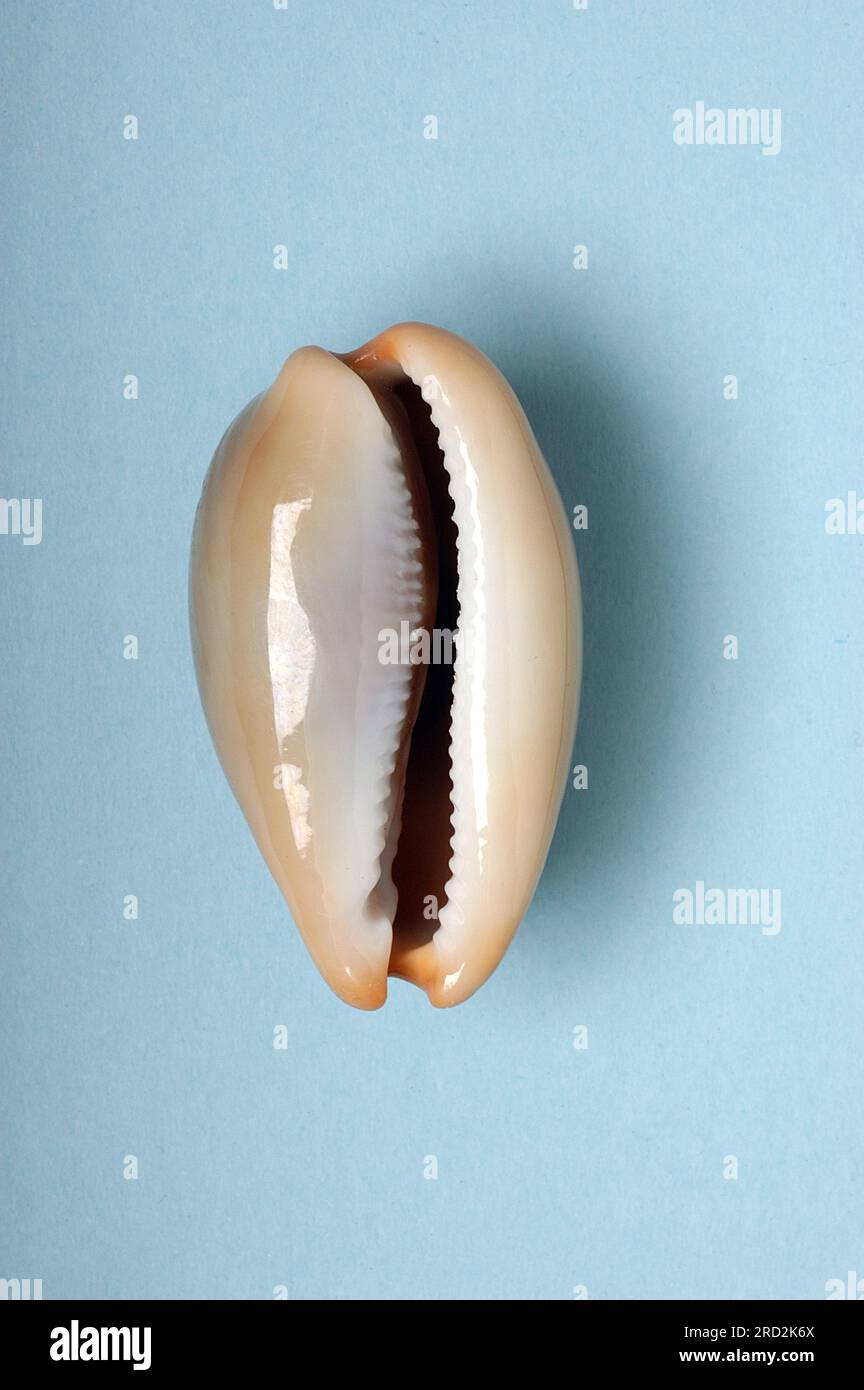 Luria lurida, Cypraeidae Stock Photo - Alamy