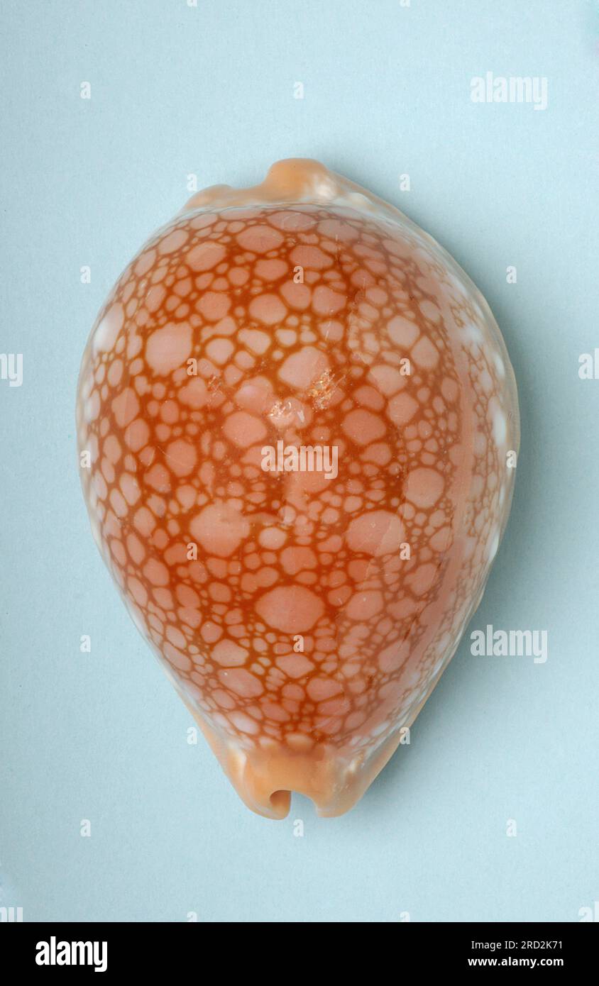 Lyncina broderipii, Cypraeidae Stock Photo - Alamy