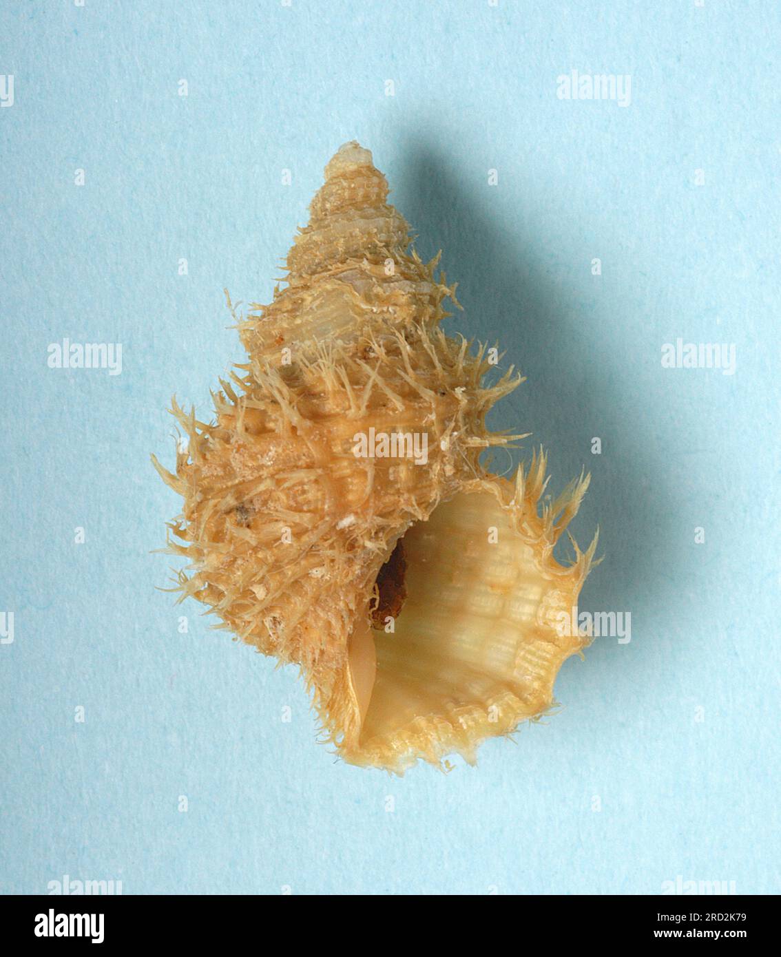 Trichotropis cancellata, Capilidae Stock Photo - Alamy
