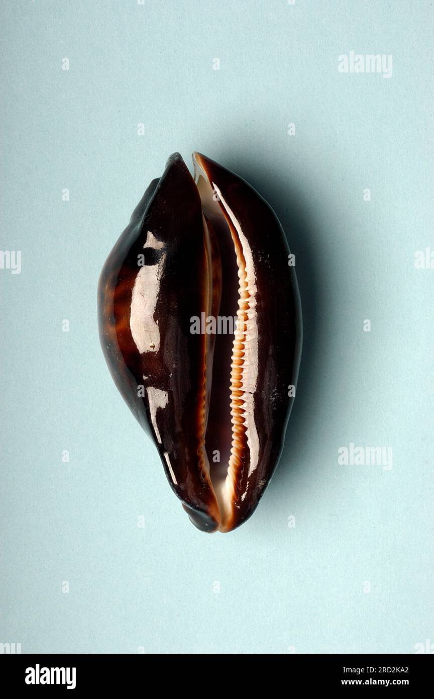 Zoila friendii, Cypraeidae Stock Photo - Alamy