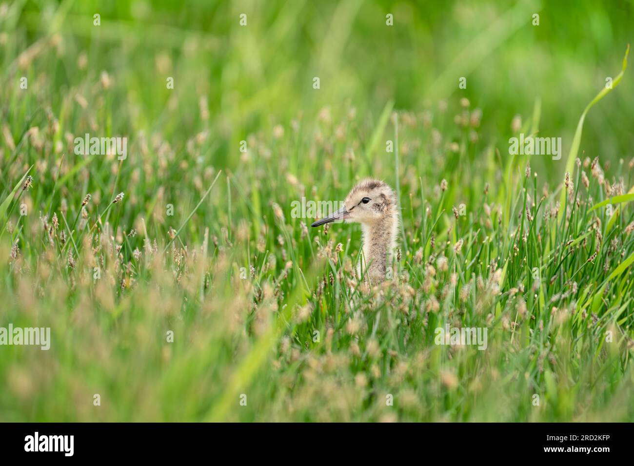 baby black-tailed godwit (Limosa limosa Stock Photo - Alamy