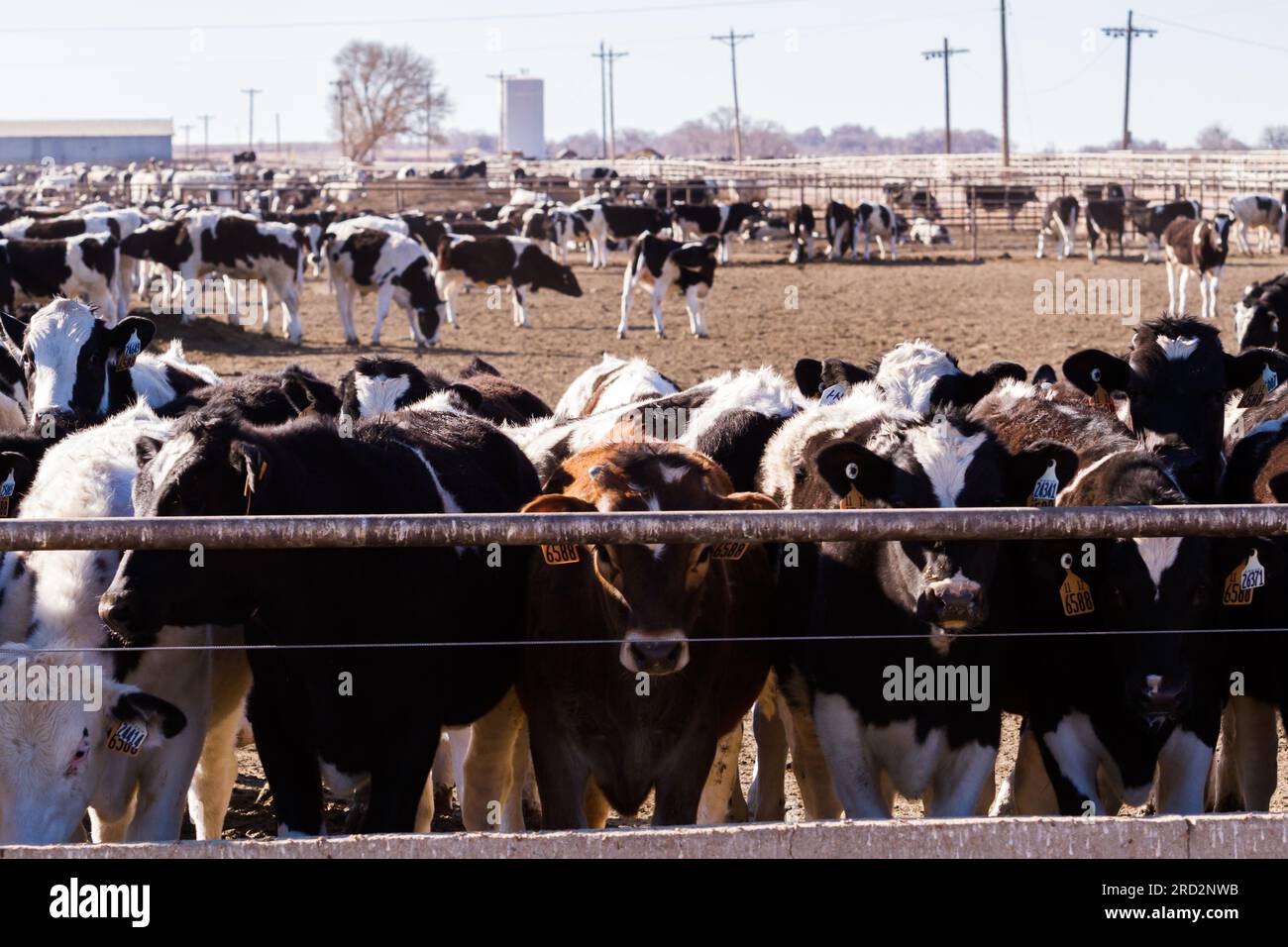 Cattle in outdoor feedlot Stock Photo - Alamy