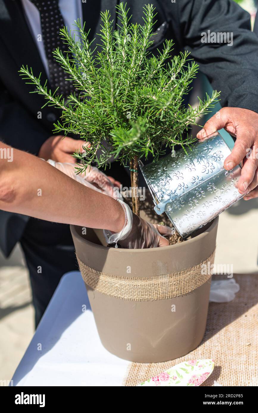 Wedding ceremony couple bride and groom planting a pot with rosemary ...