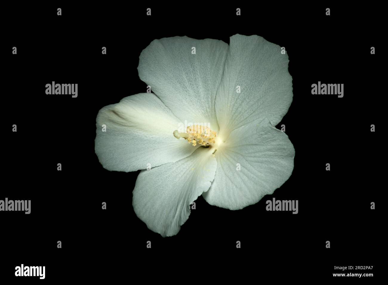 Beautiful Rose of Sharon flower also known as Hibiscus syriacus Diana ...