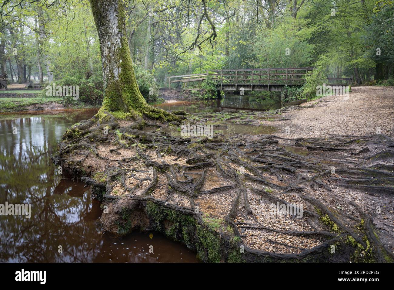 A large beech tree on a river bank with long dark roots showing over a ...