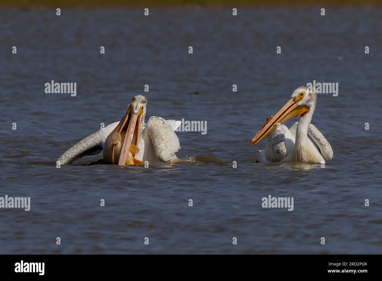 The American white pelican (Pelecanus erythrorhynchos) on the hunt ...