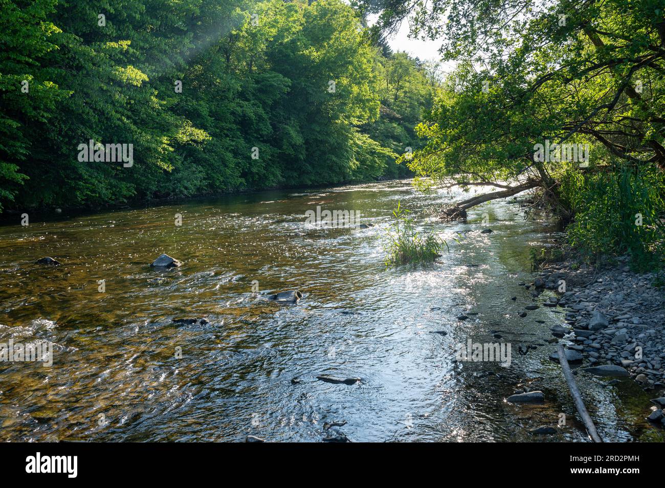 The Eder - A river in Germany in a green landscape Stock Photo - Alamy