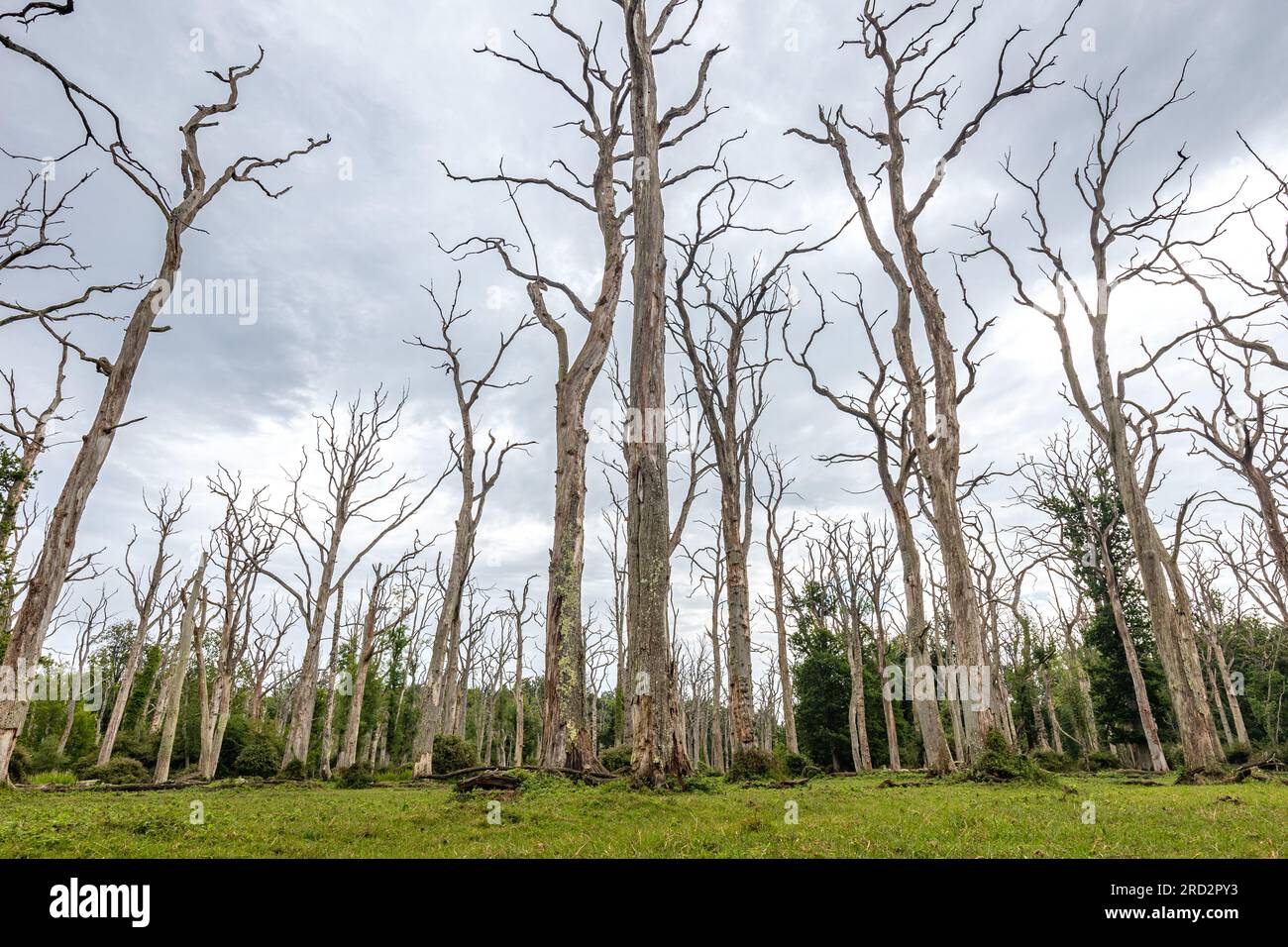A large number of dead trees still standing with grey and mossy bark in ...