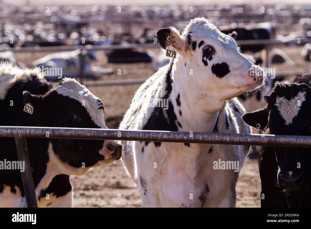 Cattle in outdoor feedlot Stock Photo - Alamy