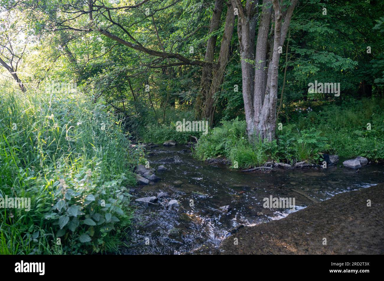 The Eder - A river in Germany in a green landscape with low water level ...