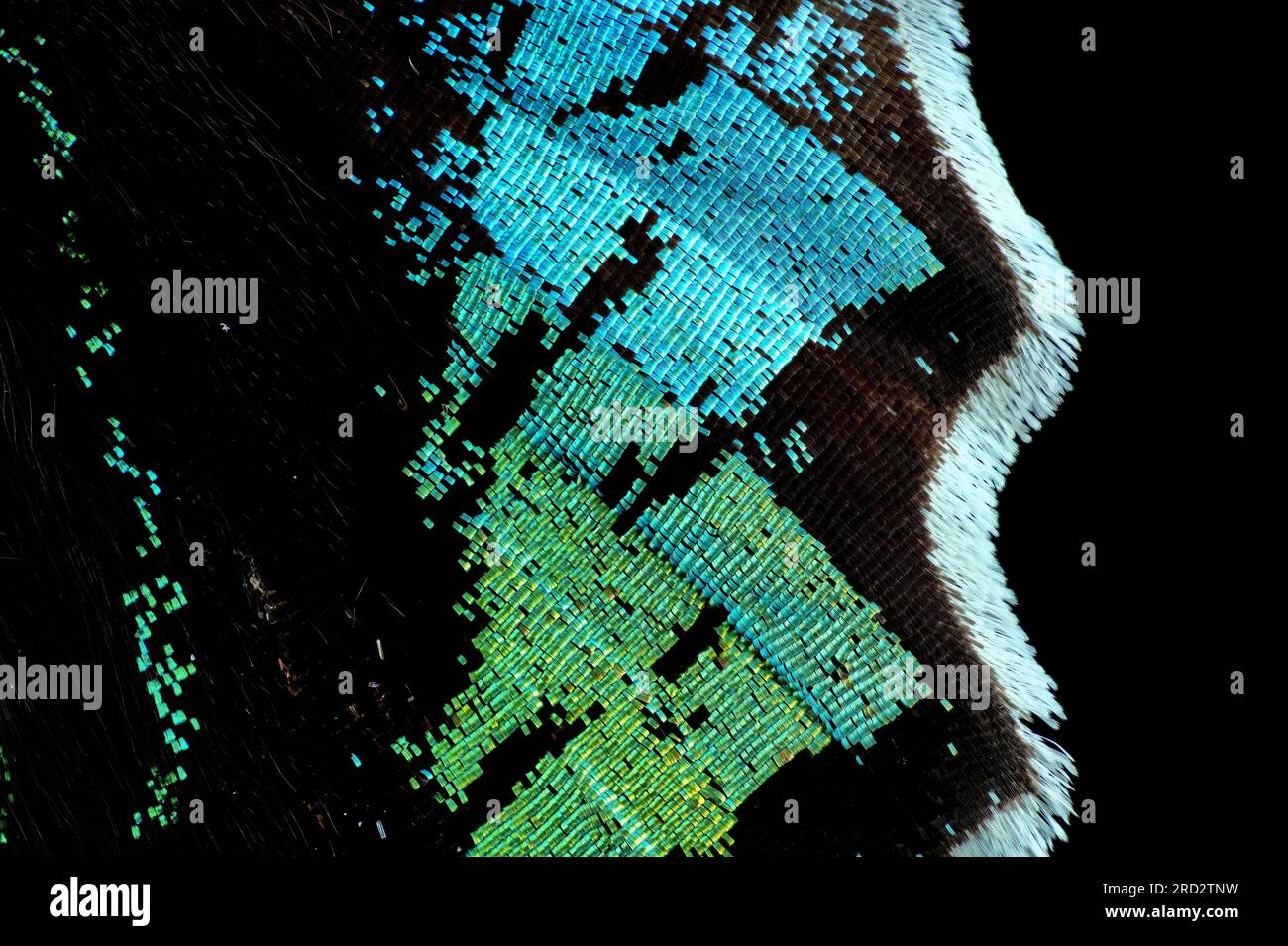 Urania moth hi-res stock photography and images - Alamy