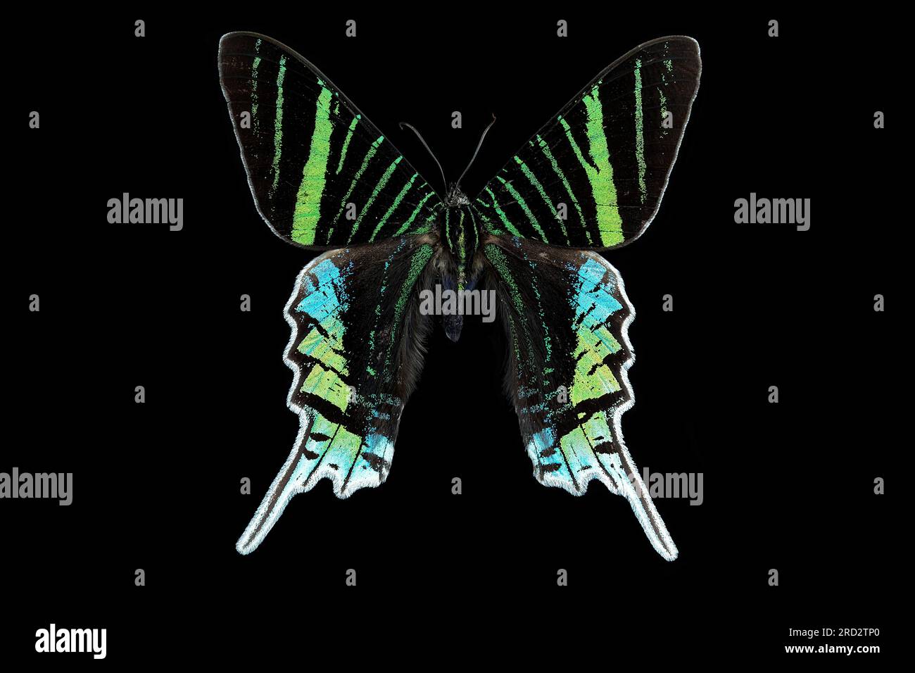 Urania moth hi-res stock photography and images - Alamy