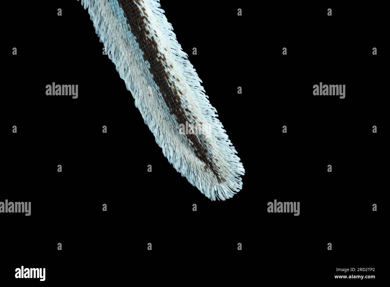 Urania moth hi-res stock photography and images - Alamy
