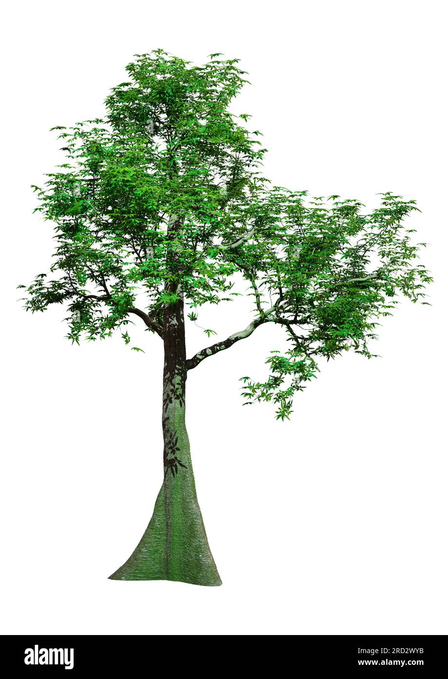 3D rendering of a tropical rainforest tree isolated on white background ...
