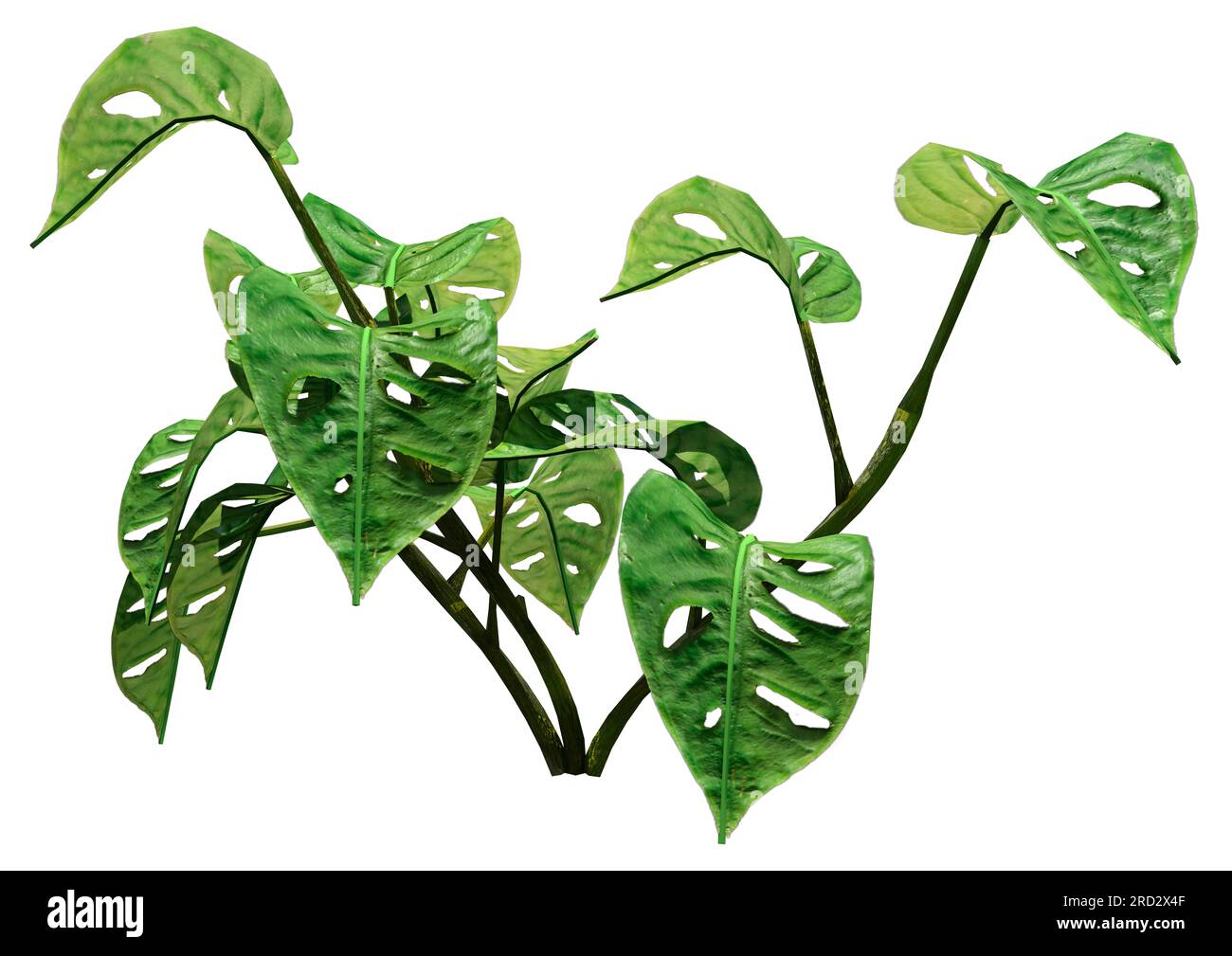 3D rendering of a monkey mask plant or monstera adansonii isolated on ...