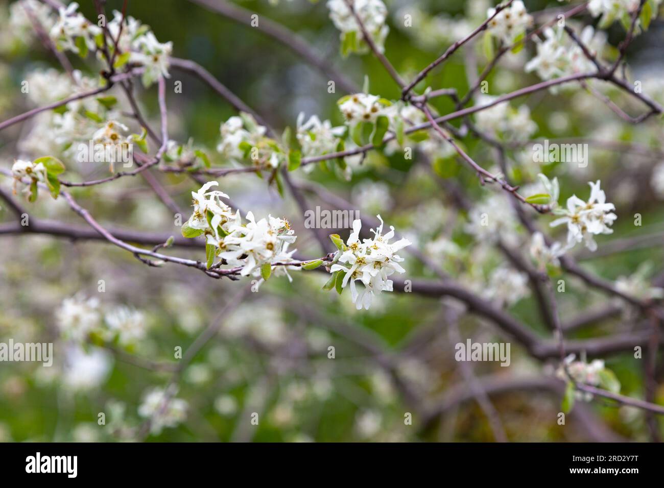 Close-up on the flowers of an Amelanchier ovalis, commonly known as ...