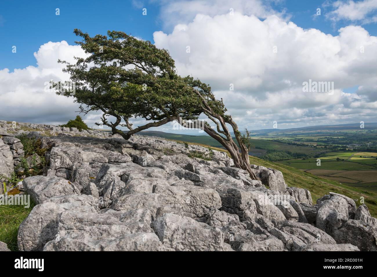 Wind blown tree hi-res stock photography and images - Alamy