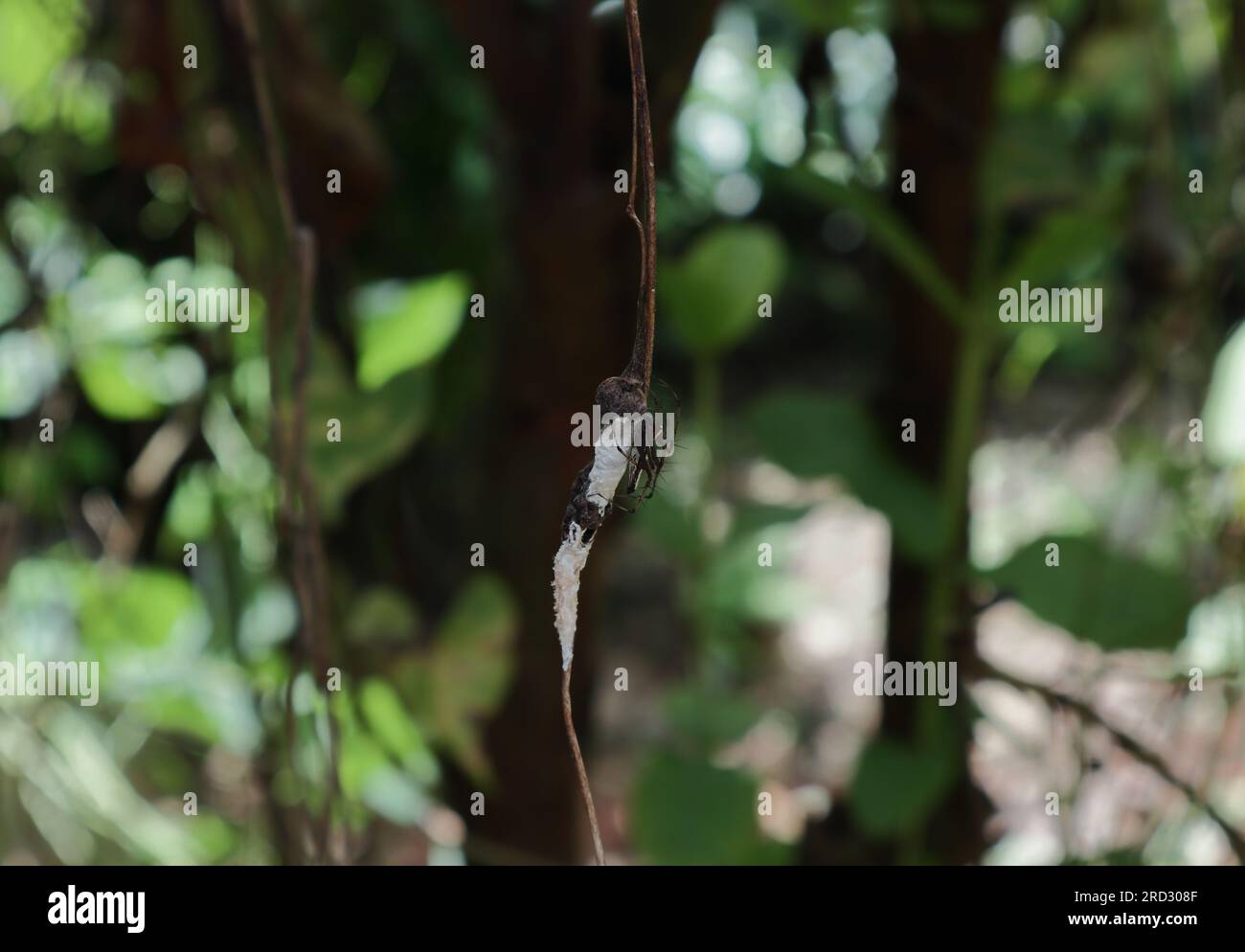 A two striped jumping spider (Telamonia dimidiata) on a hanging vine ...