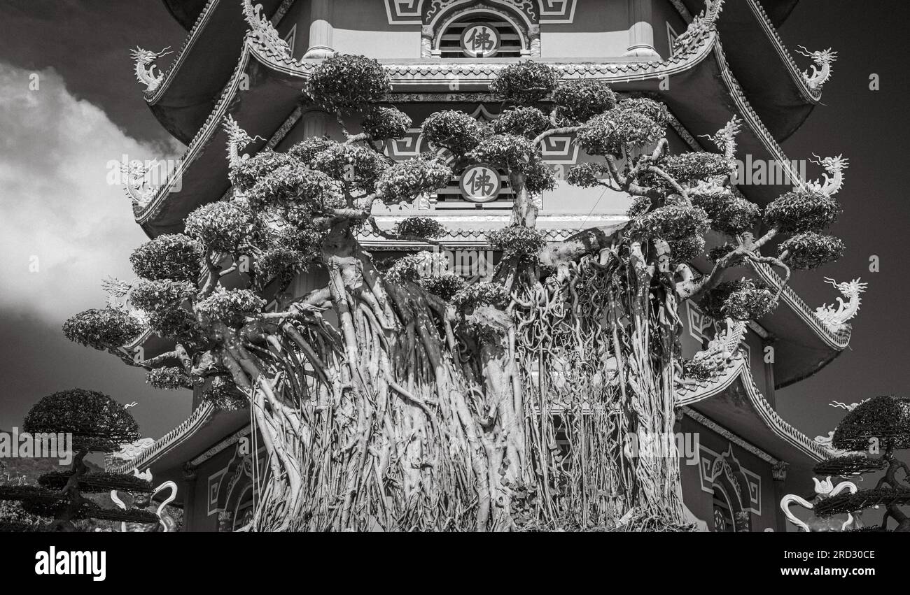 An elaborate carefully cultivated bonsai tree growing at the foot of a ...