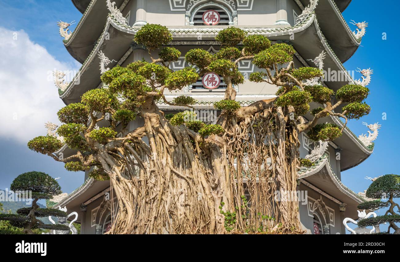 An elaborate carefully cultivated bonsai tree growing at the foot of a ...