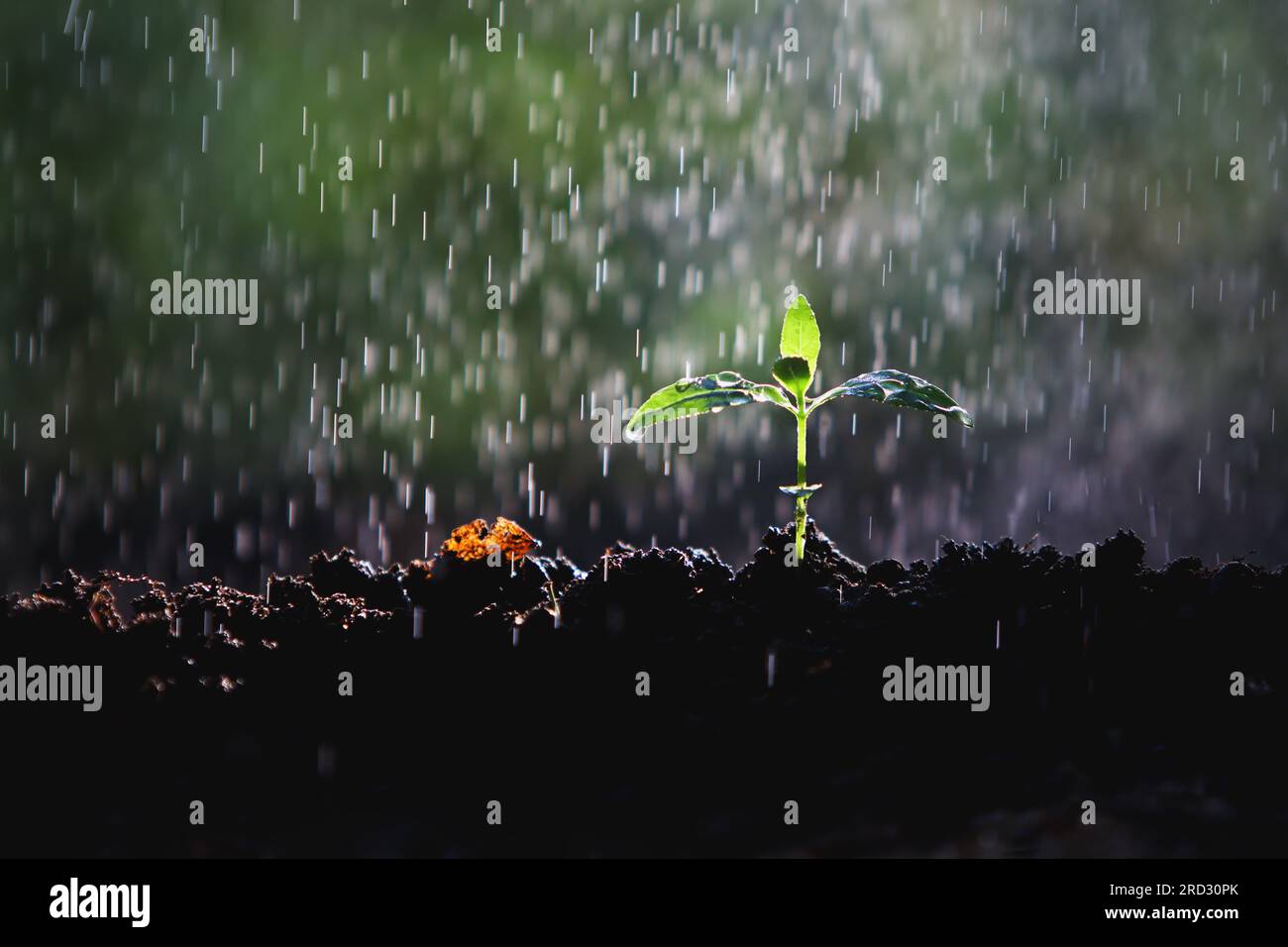 Fresh rain falling on the soil, transparent water droplets and ...