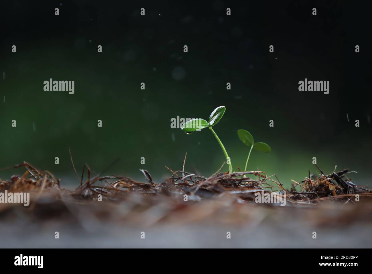 Soil in hand, heart shape plant leaf and green sprout, beautiful ...